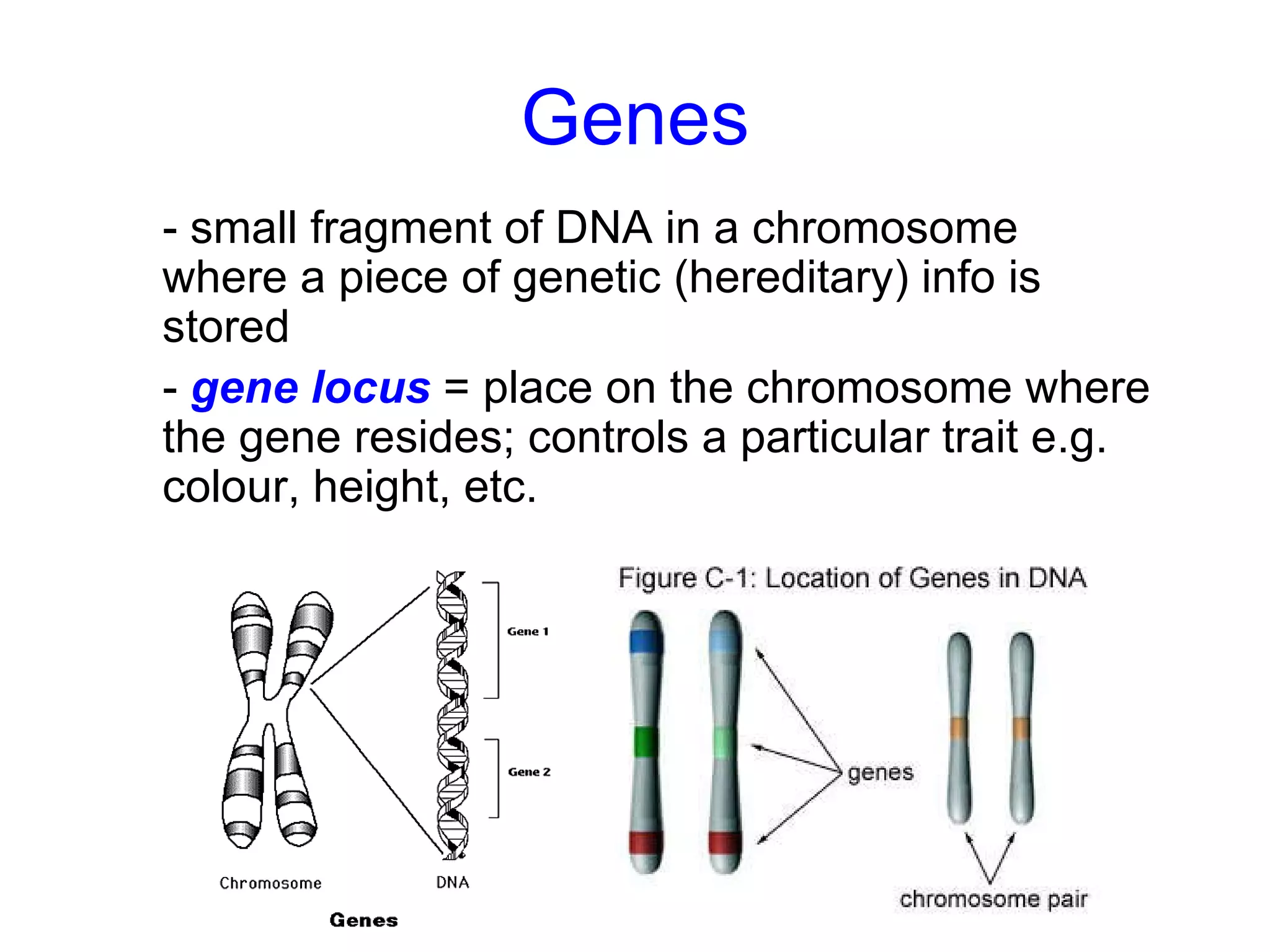 Chapter 19 Heredity Lesson 2 - Present day understanding on heredity ...