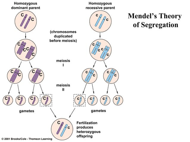 Chapter 19 Heredity Lesson 2 - Present day understanding on heredity ...