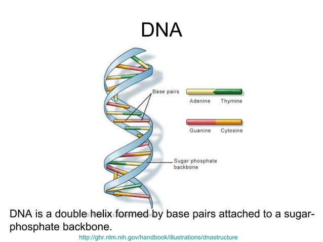Chapter 19 Heredity Lesson 2 - Present day understanding on heredity ...