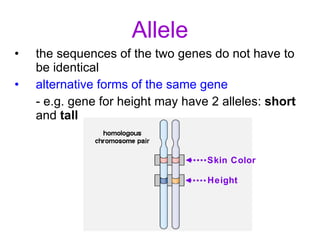 Chapter 19 Heredity Lesson 2 - Present day understanding on heredity ...