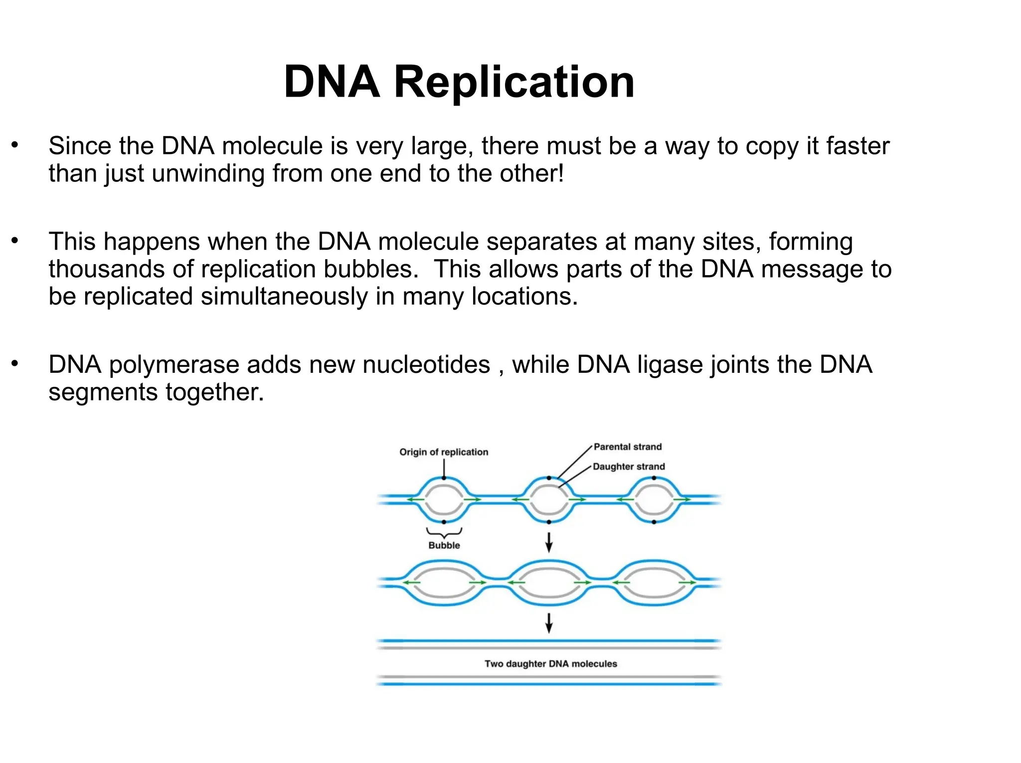 2_Pres_Replication, Transcription, and Translation_imp.ppt