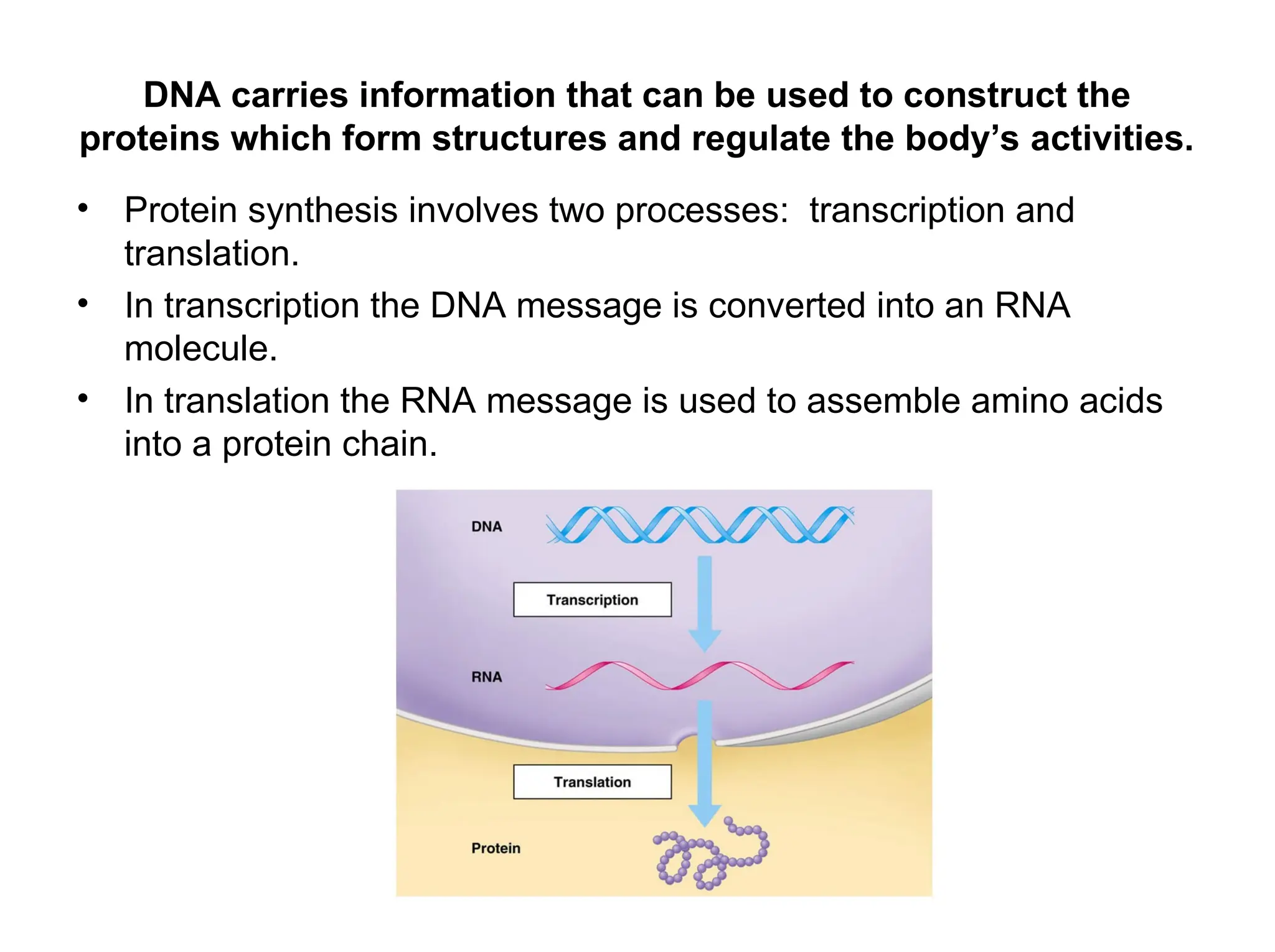 2_Pres_Replication, Transcription, and Translation_imp.ppt