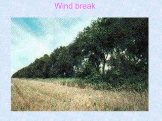 2 principles of wind erosion | PPT