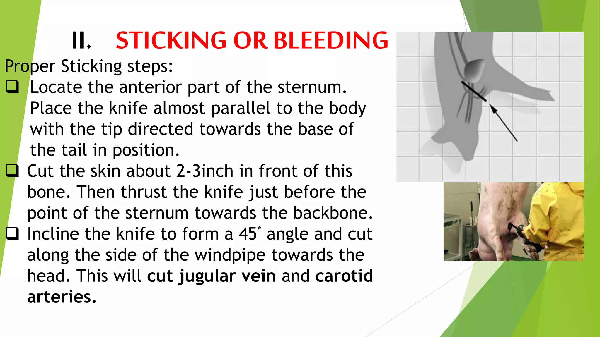 SLAUGHTERING PRACTICES OF SWINE | PPTX