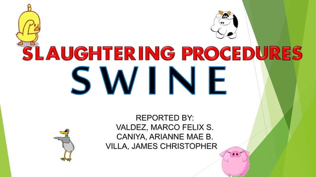 SLAUGHTERING PRACTICES OF SWINE | PPTX