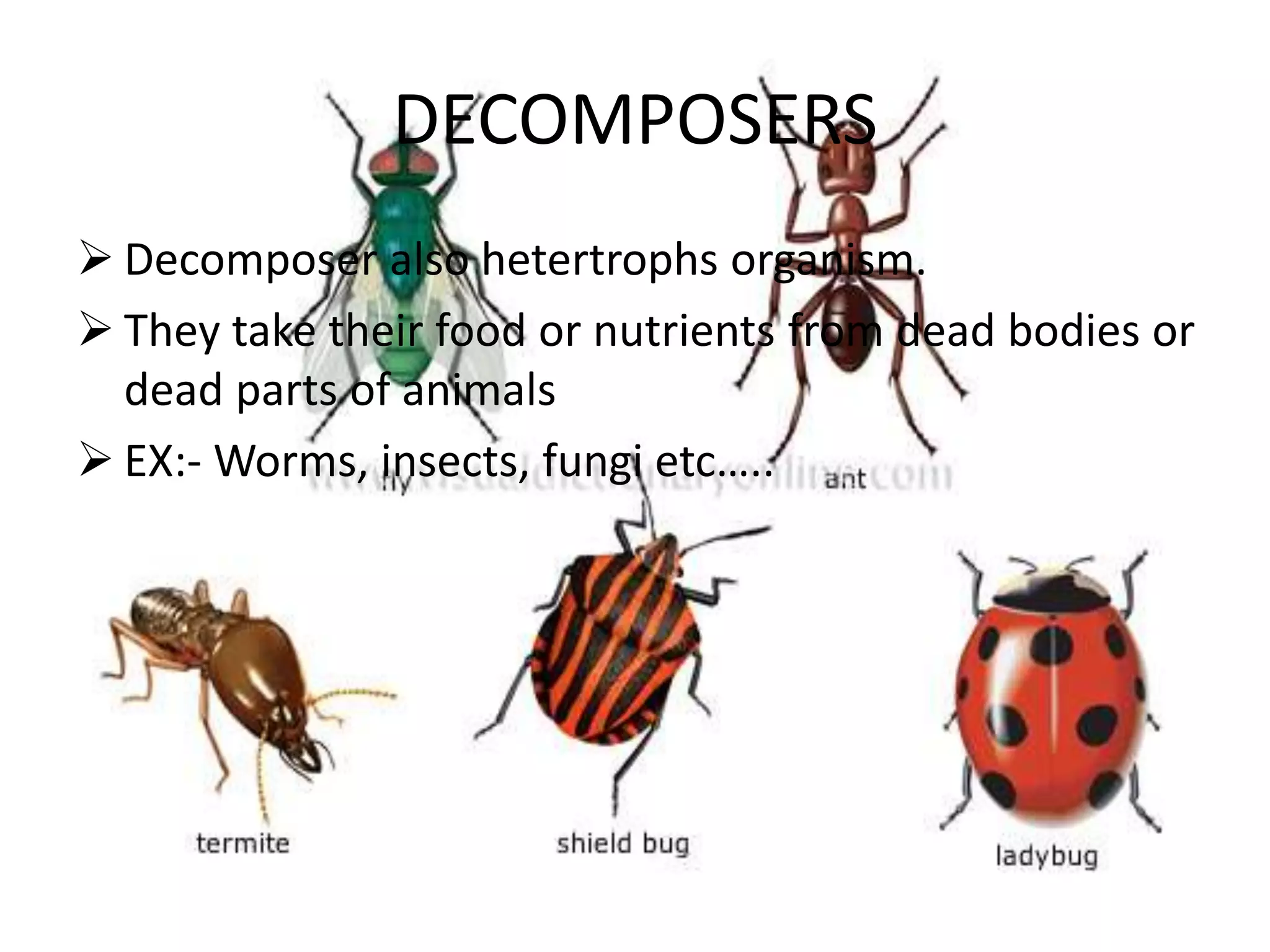 2 producers,consumers and decomposer1 | PPT