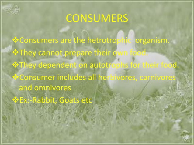 2 producers,consumers and decomposer1 | PPT