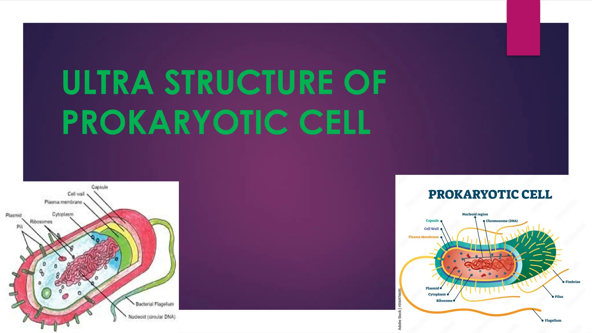 CELL BIOLOGY AND GENETICS-Prokaryotic Cell.pptx