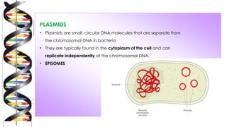 CELL BIOLOGY AND GENETICS-Prokaryotic Cell.pptx
