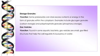 CELL BIOLOGY AND GENETICS-Prokaryotic Cell.pptx