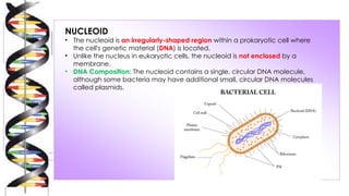 CELL BIOLOGY AND GENETICS-Prokaryotic Cell.pptx