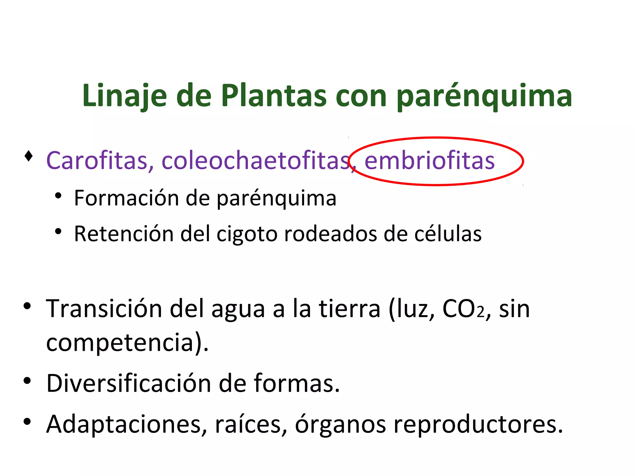 PROTISTAS Y PLANTAS | PPT