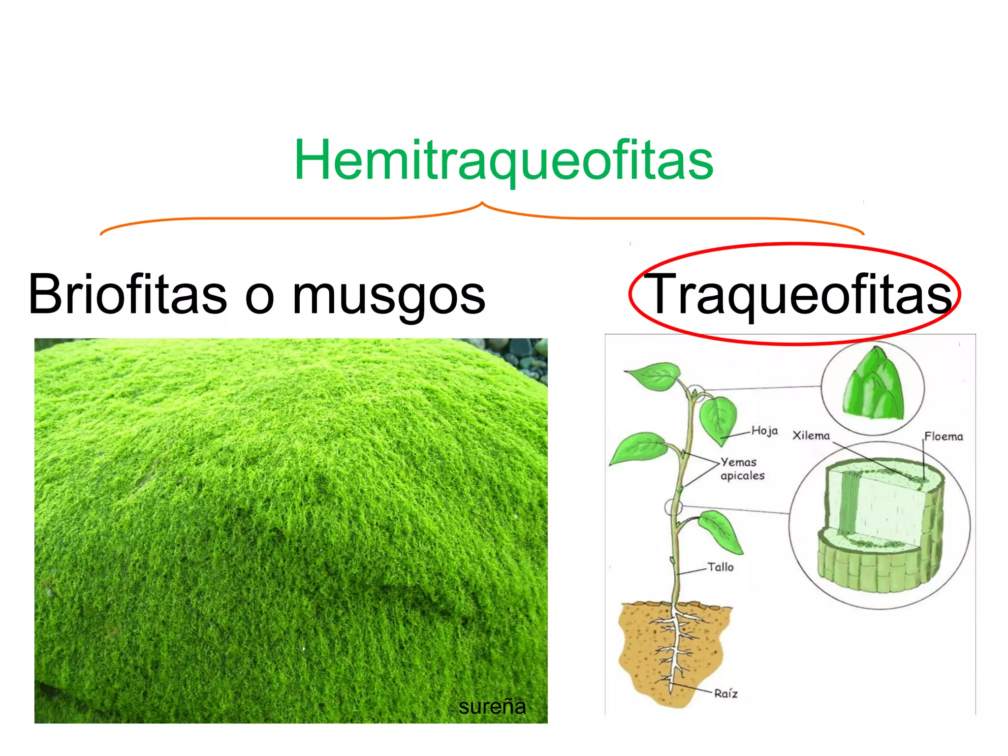 PROTISTAS Y PLANTAS | PPT
