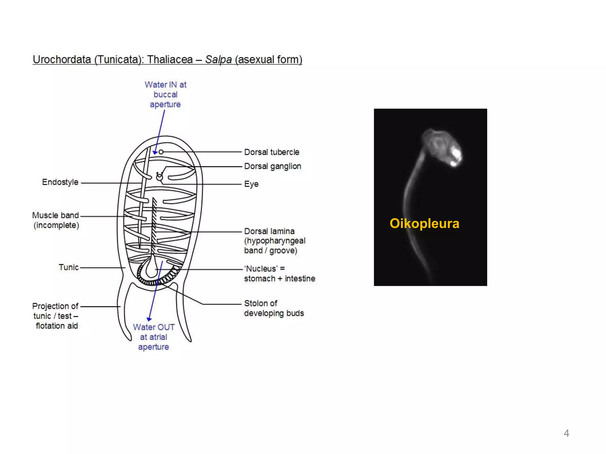2 proto chordates.ppt