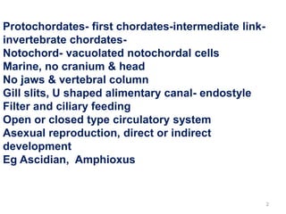 2 proto chordates.ppt