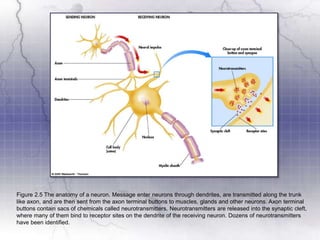 Psych 200 Neuroscience and Behavior | PPTX