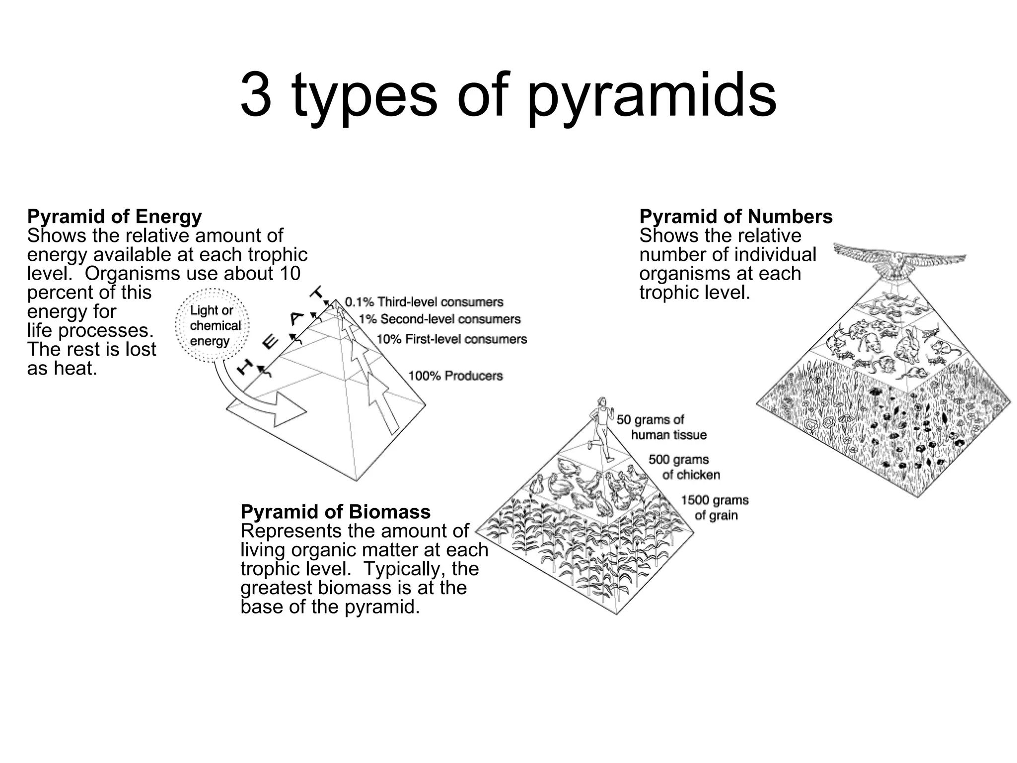Chapter 21 Ecology Lesson 2 - Pyramid of numbers biomass_carbon cycle | PPT