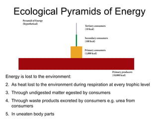 Chapter 21 Ecology Lesson 2 - Pyramid of numbers biomass_carbon cycle | PPT
