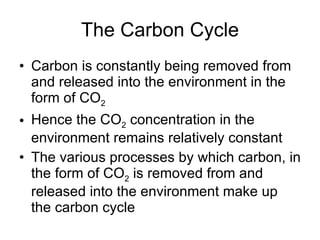 Chapter 21 Ecology Lesson 2 - Pyramid of numbers biomass_carbon cycle | PPT