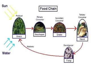 Chapter 21 Ecology Lesson 2 - Pyramid of numbers biomass_carbon cycle | PPT