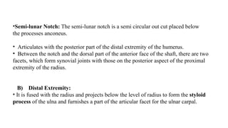 RADIUS & ULNA description and comparative anatomy | PPT