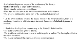 RADIUS & ULNA description and comparative anatomy | PPTX