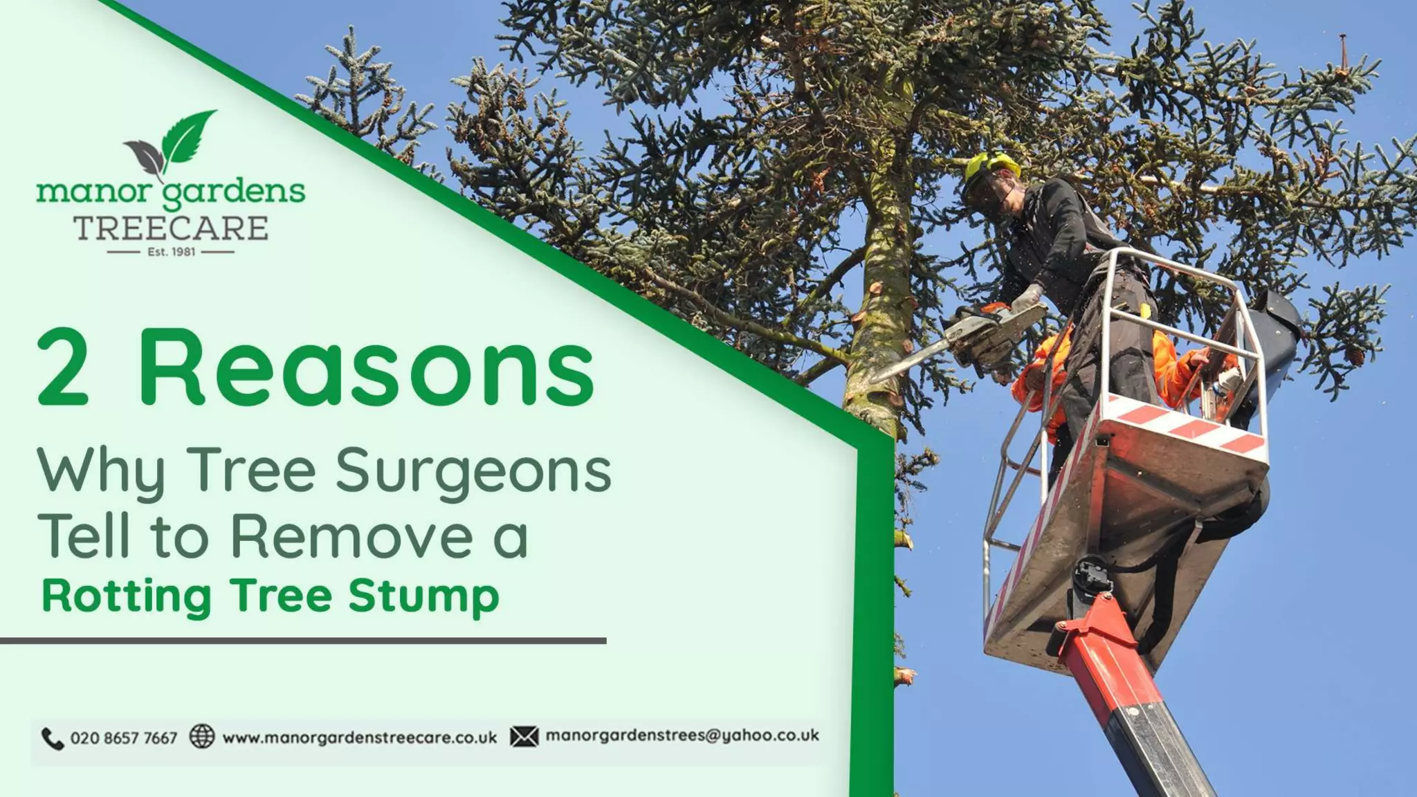 2 Reasons Why Tree Surgeons Tell to Remove a Rotting Tree Stump.pptx