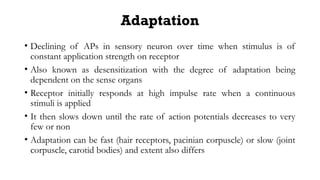 2 receptors.pptx anatomical feature below | PPT
