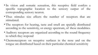 2 receptors.pptx anatomical feature below | PPTX