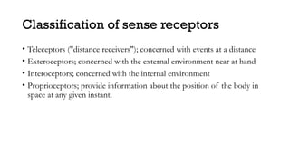 2 receptors.pptx anatomical feature below | PPT