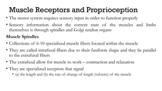2 receptors.pptx anatomical feature below | PPTX