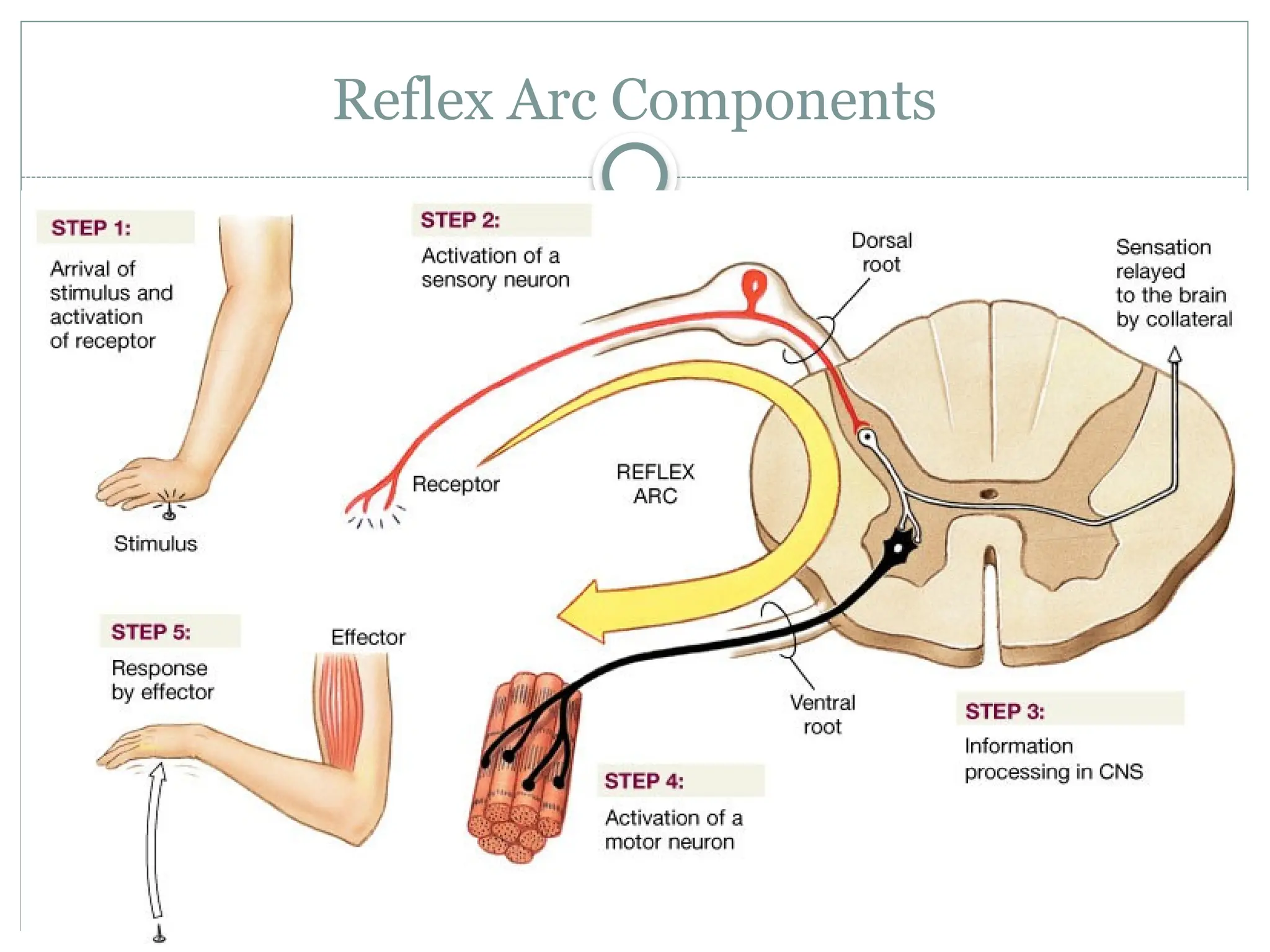 2 REFLEXES iNTRO DETAIL and pathway(2).pptx