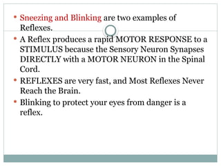 2 REFLEXES iNTRO DETAIL and pathway(2).pptx