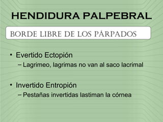2 region orbitaria | PPT