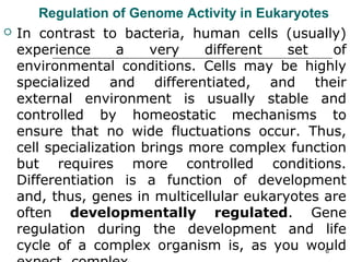 regulation of genome activity | PPT