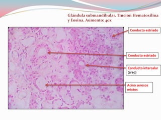 2° reparto histología prueba práctica | PPTX