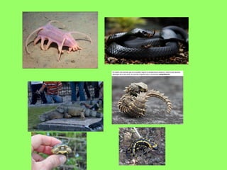 2 reptils | PPT