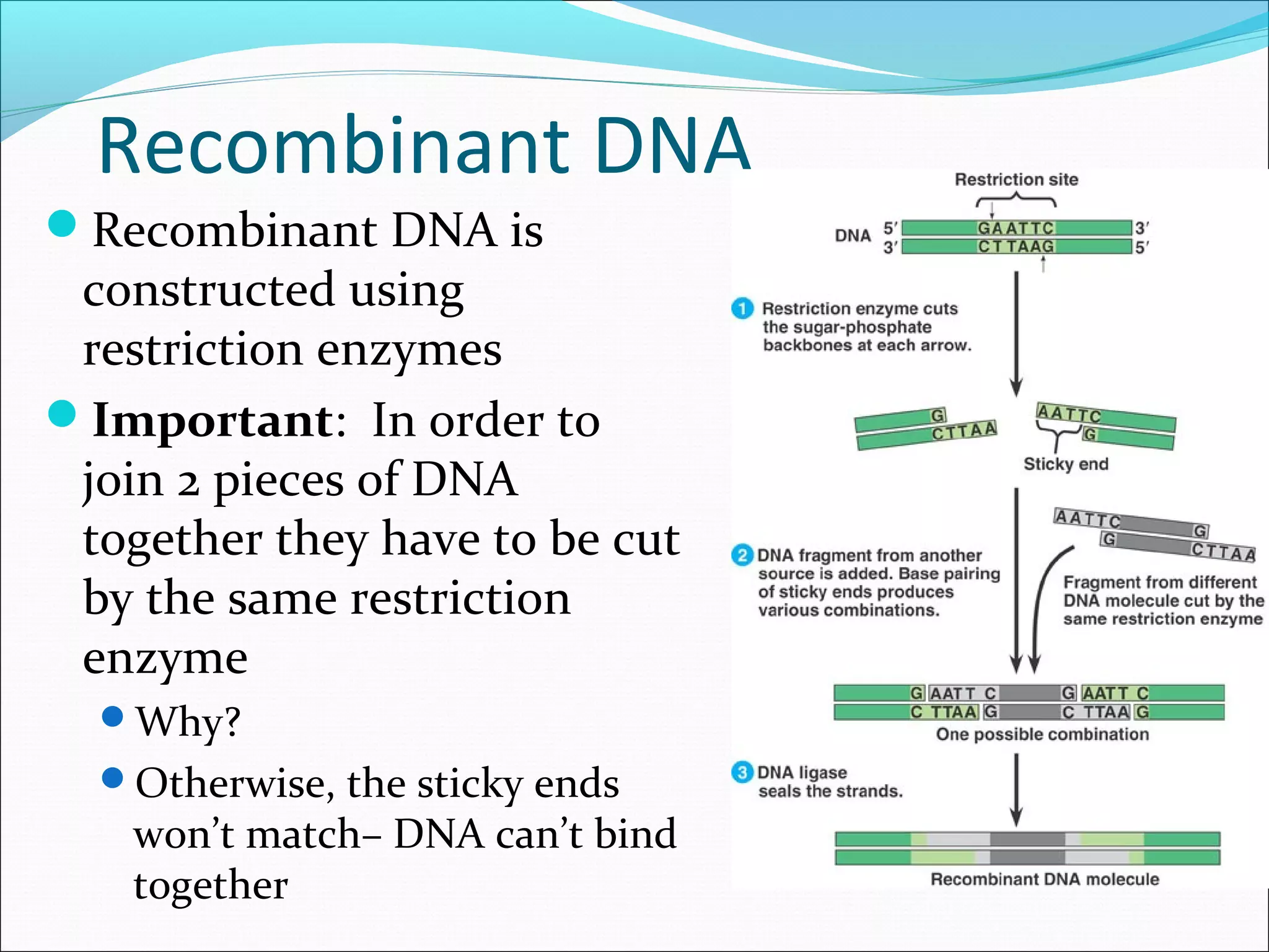 restriction enzymes | PPT