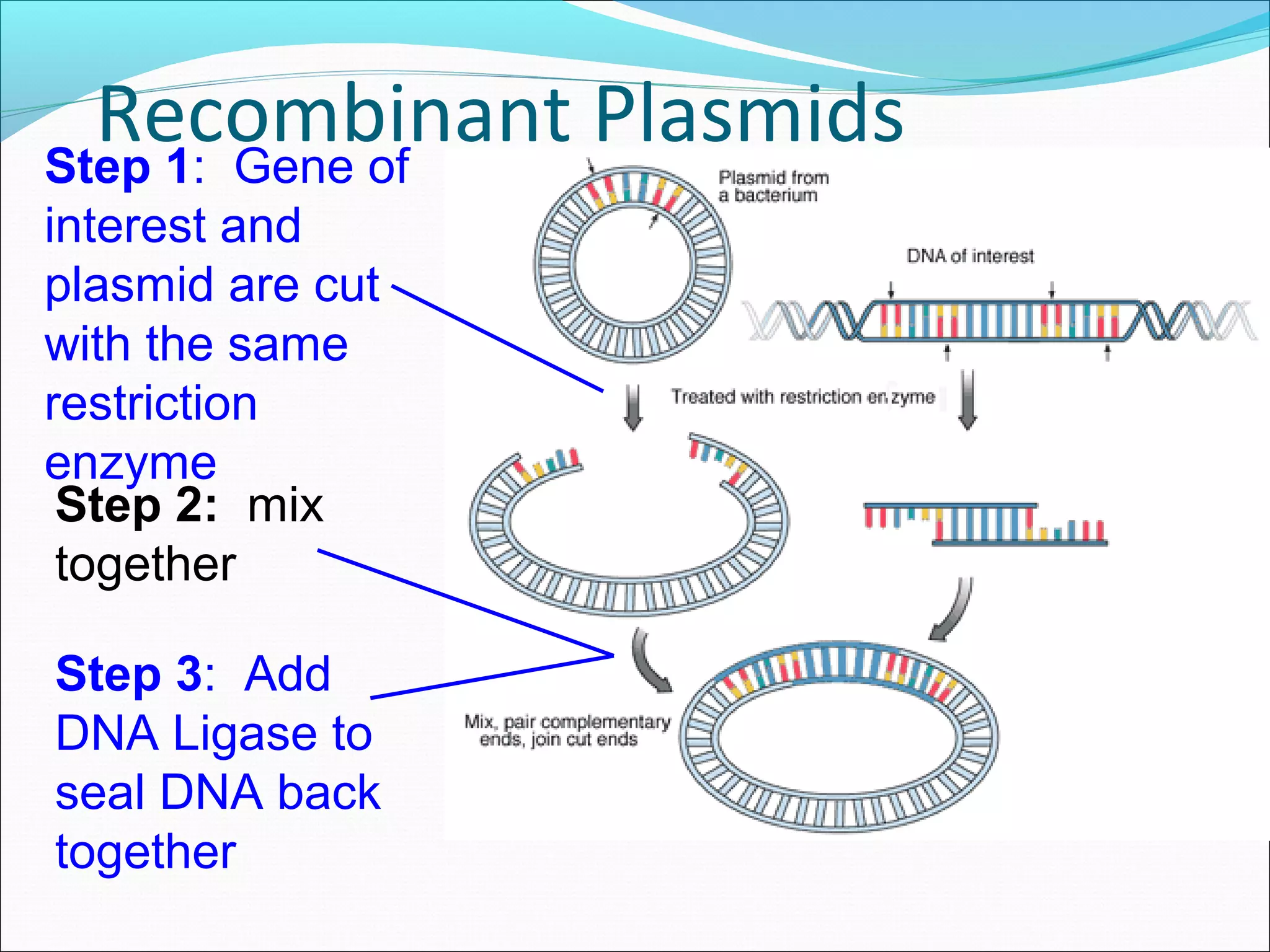 restriction enzymes | PPT