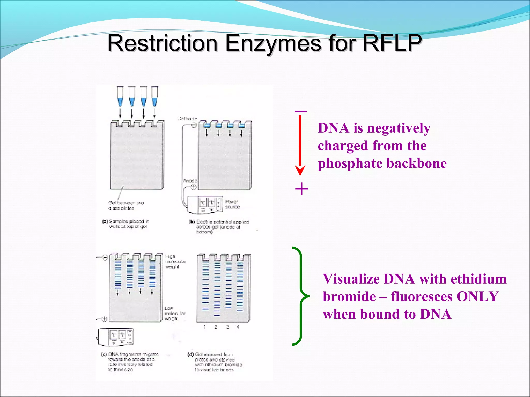 restriction enzymes | PPT