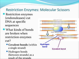 Restriction Enzymes Diagram