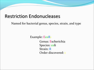 restriction enzymes | PPT