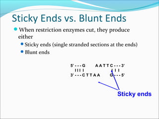 restriction enzymes | PPT