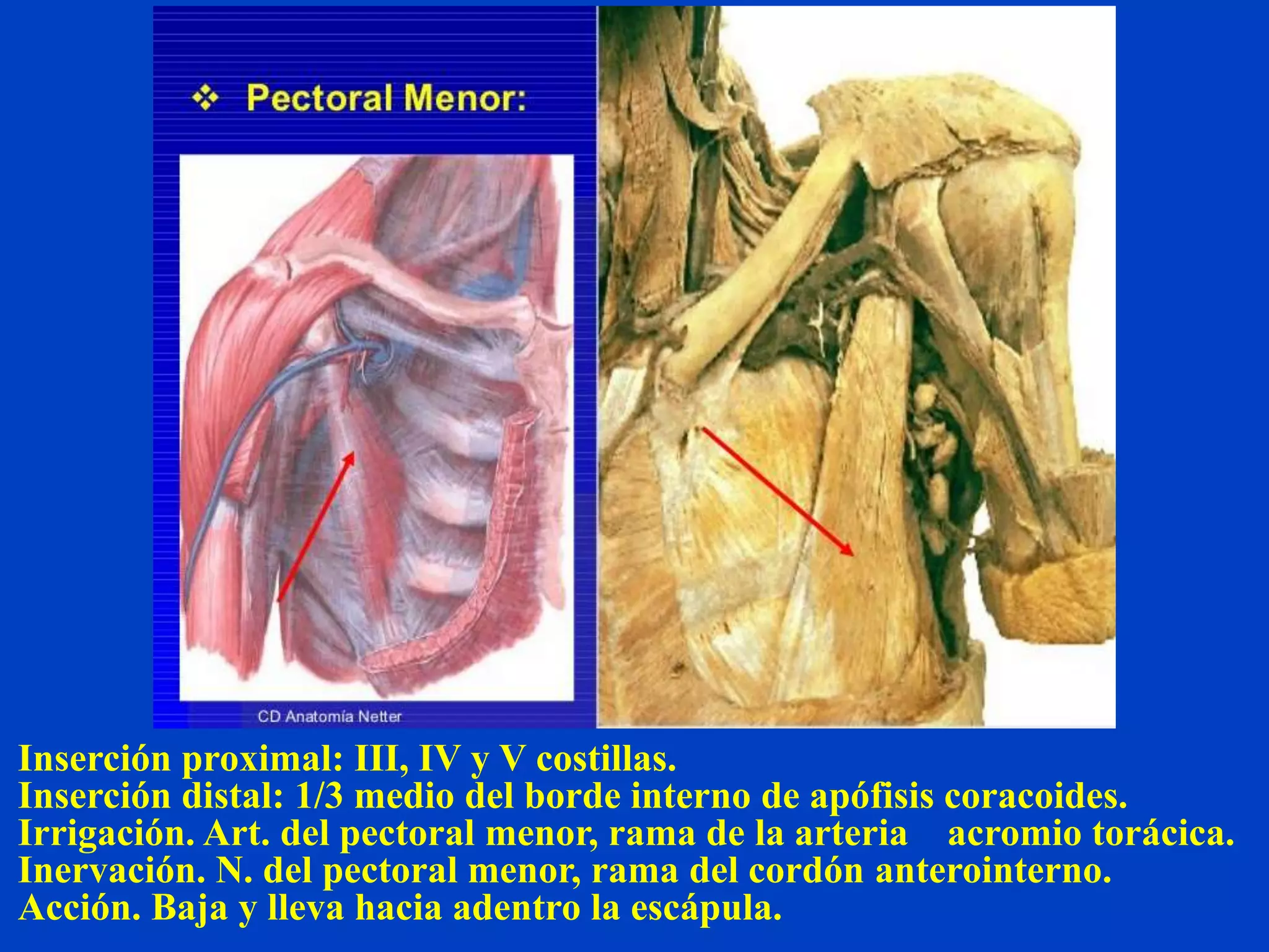 Anatomía de la región Axilar | PPTX