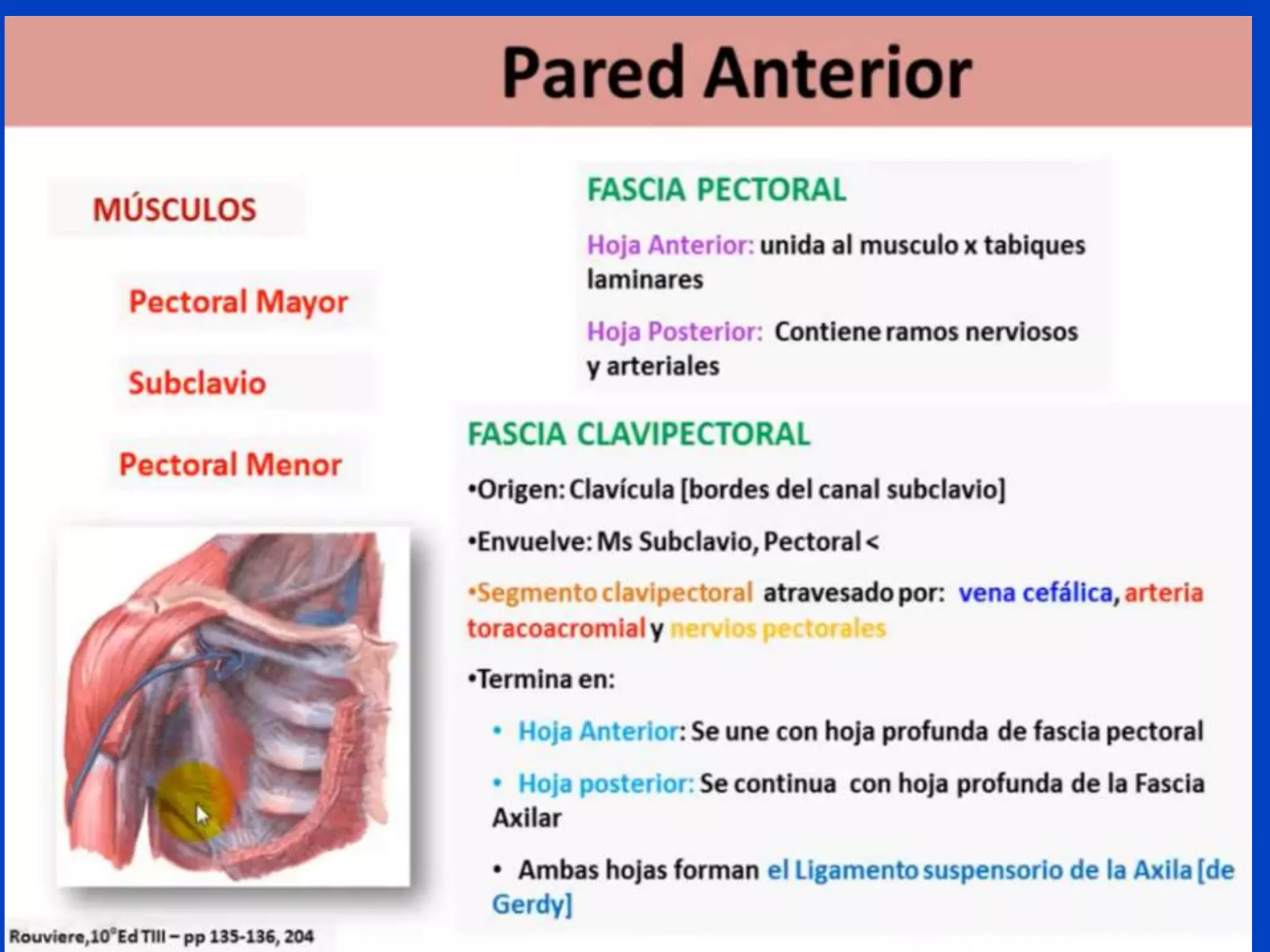 Anatomía de la región Axilar | PPTX