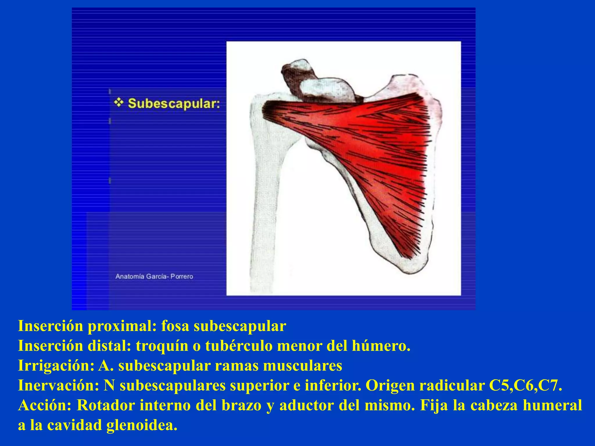 Anatomía de la región Axilar | PPTX