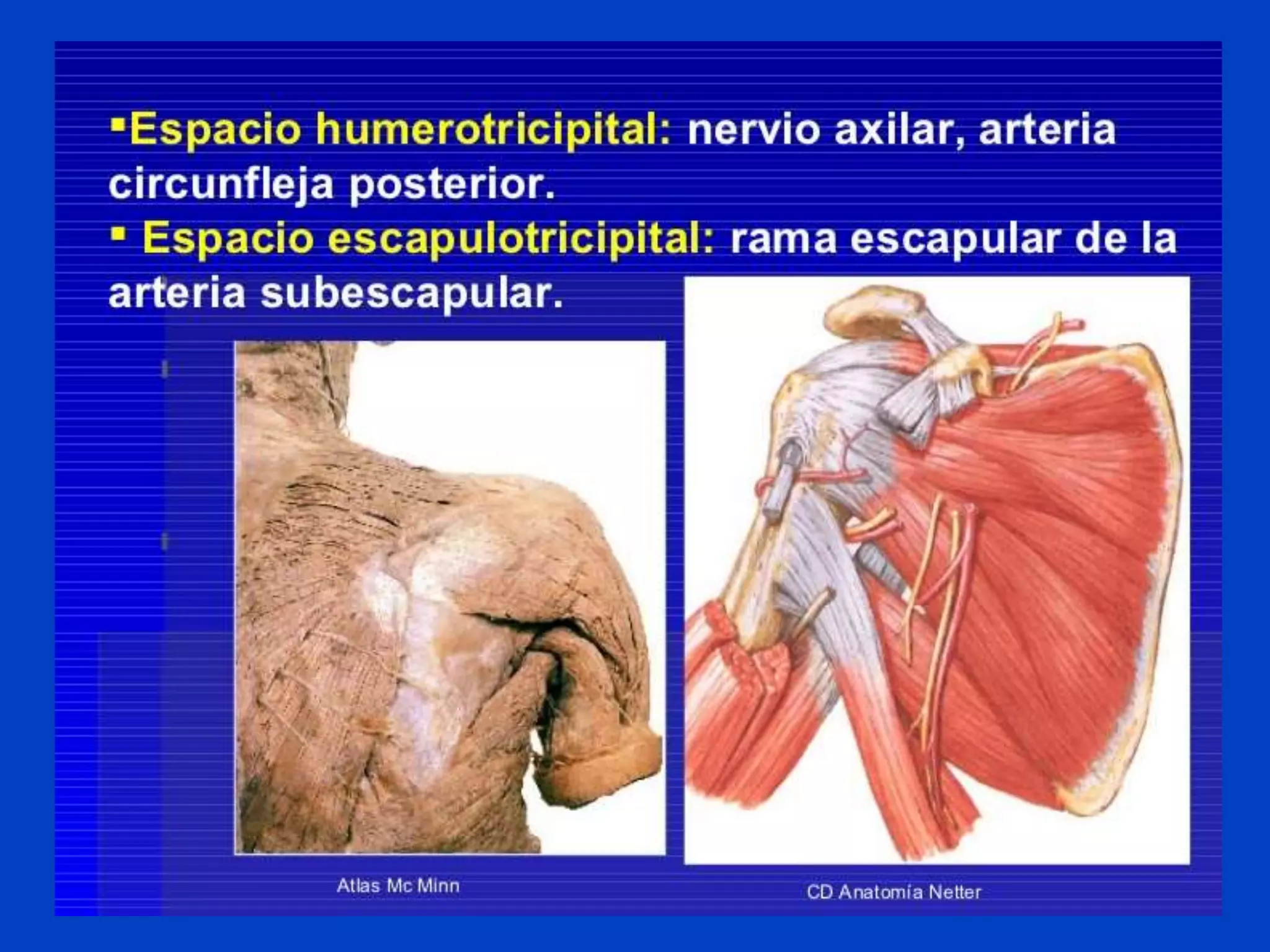 Anatomía de la región Axilar | PPTX