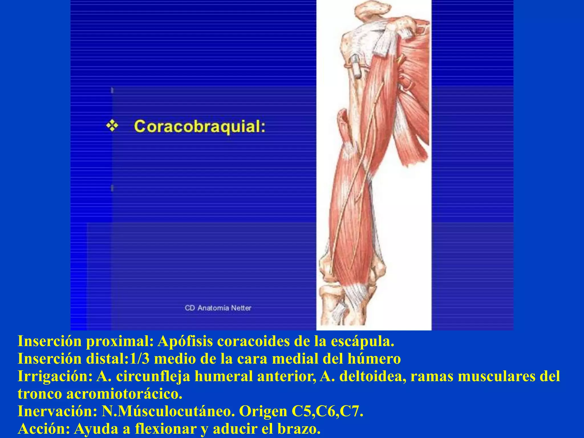 Anatomía de la región Axilar | PPTX