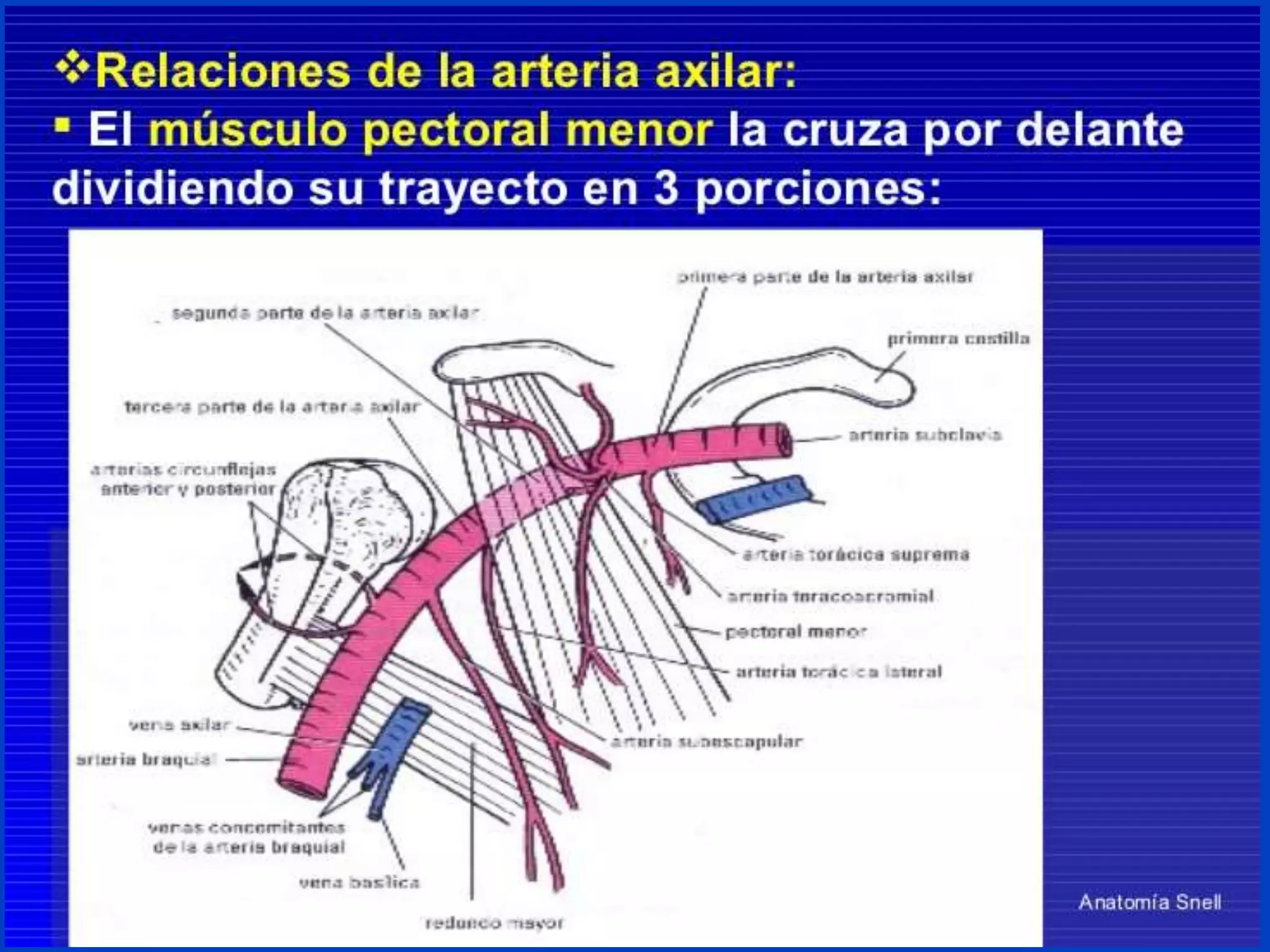 Anatomía de la región Axilar | PPTX