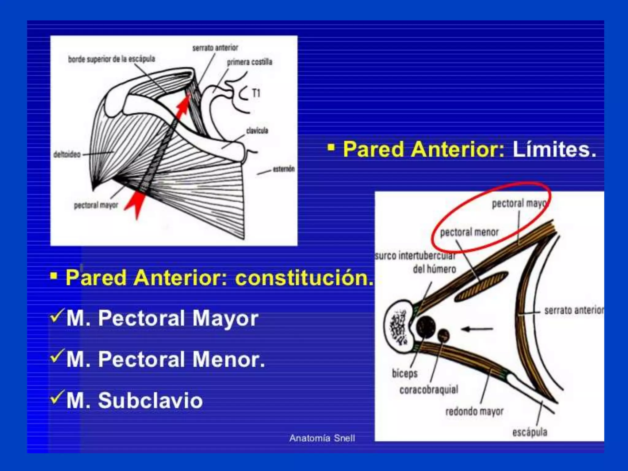 Anatomía de la región Axilar | PPTX